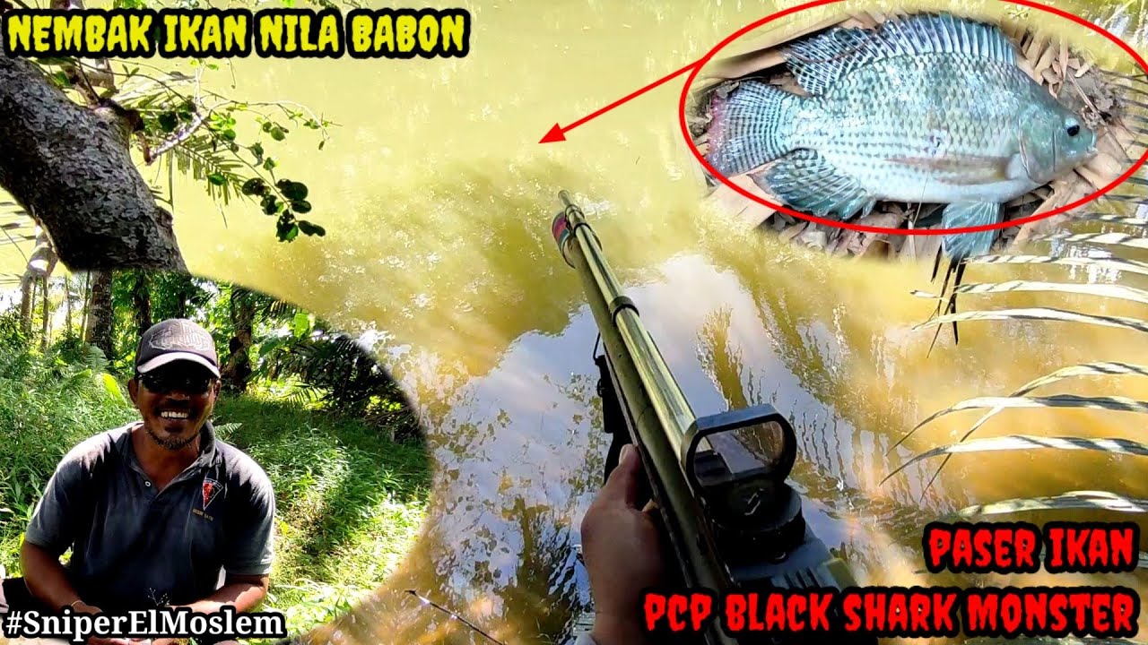 Nembak Ikan Nila Babon Pakai PCP Black Shark Monster - YouTube