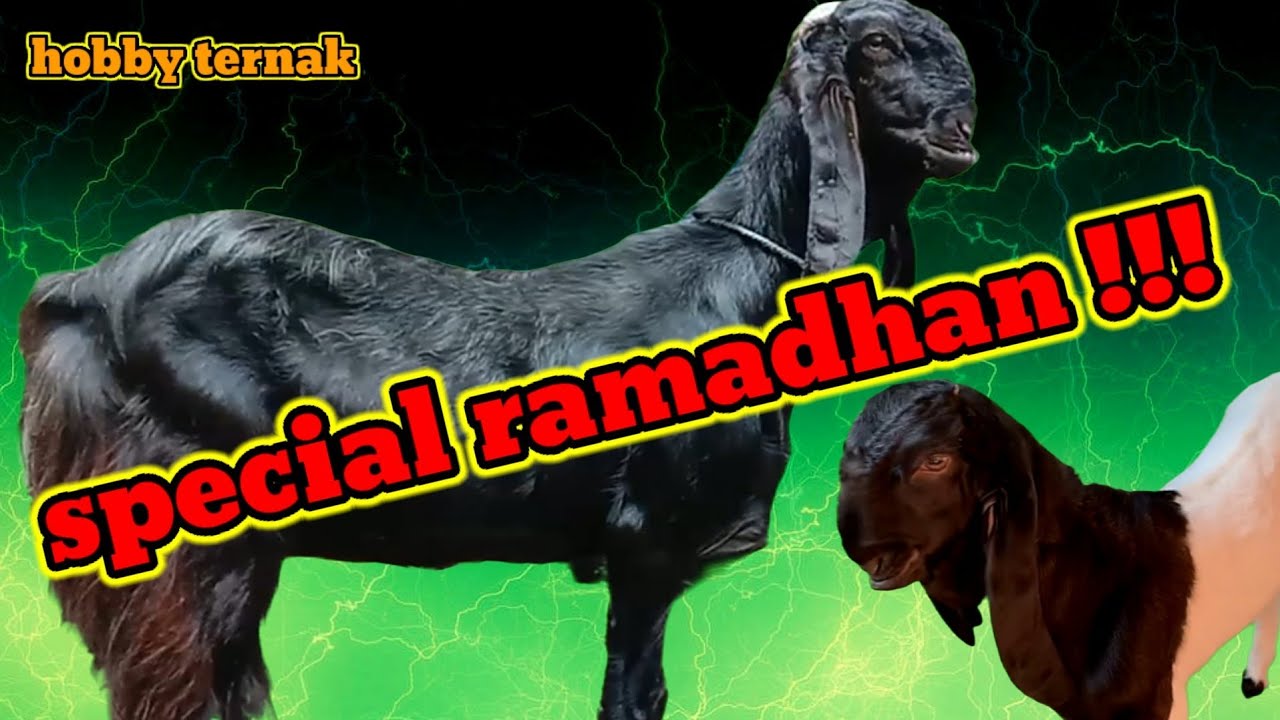 kambing pe betina || kambing pe kaligesing #kambingpekaligesing # ...