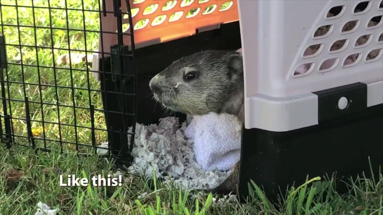 A Wild Life Saved - the story of the groundhog and glass jar - YouTube