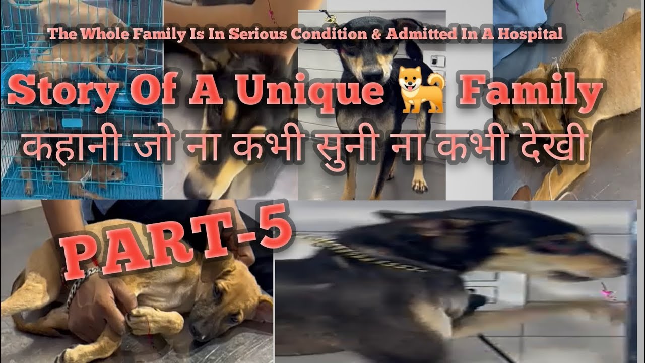 PART-5 Story Of A Unique Dog Family| ना कभी सुनी ना कभी देखी #dogs # ...