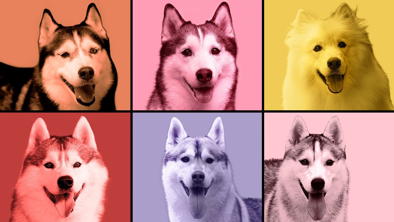 Bakit naging 6 ang mga husky dogs ko? (Channel Trailer 2023) - YouTube