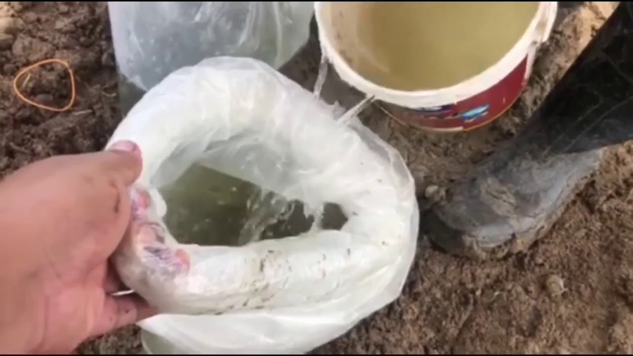 NAGMUNIMUNI HABANG NAGHAHARVEST + TILAPIA FINGERLINGS IN THE FARM 👏🏻 ...