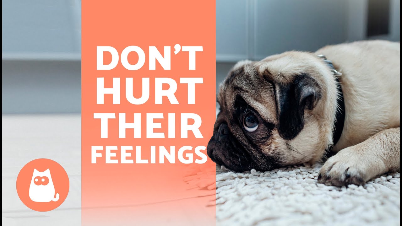10 WAYS to EMOTIONALLY HURT Your DOG 🐱💔 - YouTube