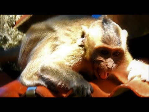 [ Super Spoil Baby Monkey ] Big Baby Monkey Tantrum Crying Loudly To ...