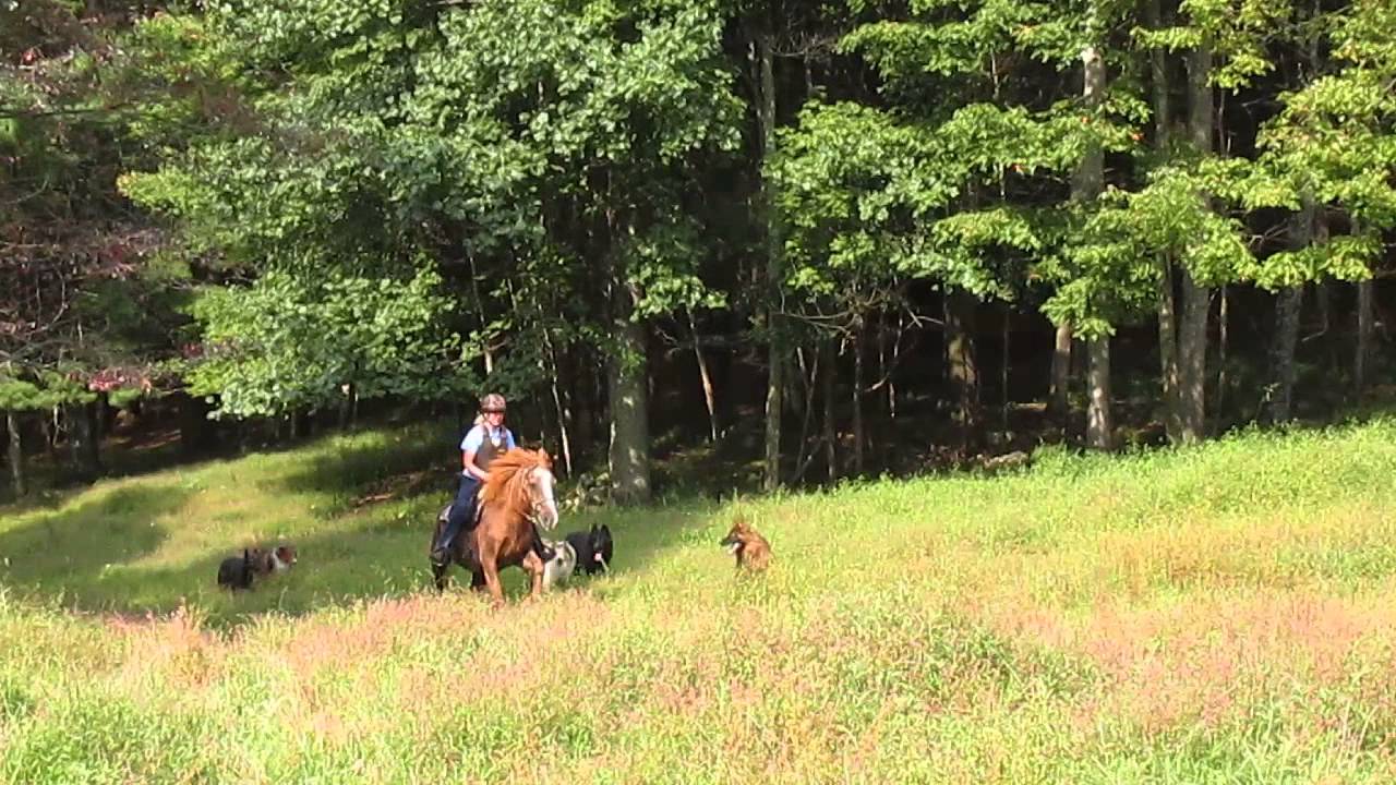 Riding 38 year old horse, Bob with the dogs. - YouTube