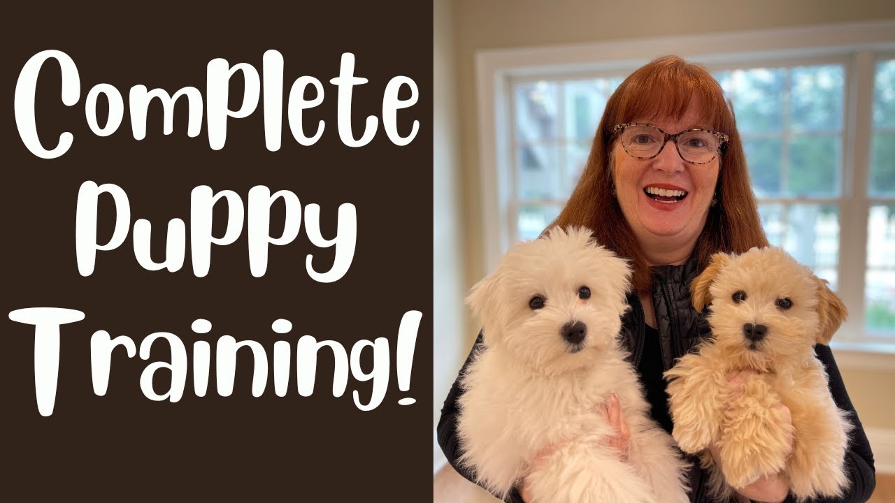 Complete Puppy Training! What to Expect from a 16 week old puppy - Day ...