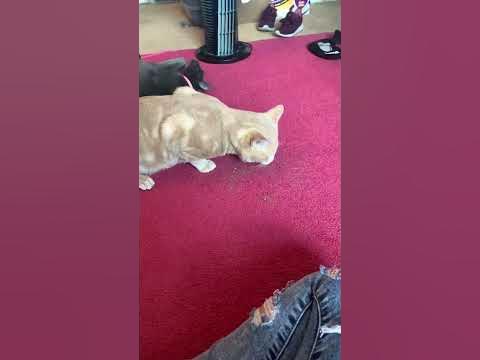 The effects of catnip Part 4 #shorts - YouTube