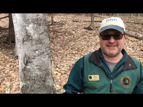 What Kinds Of Insects In Tree Bark