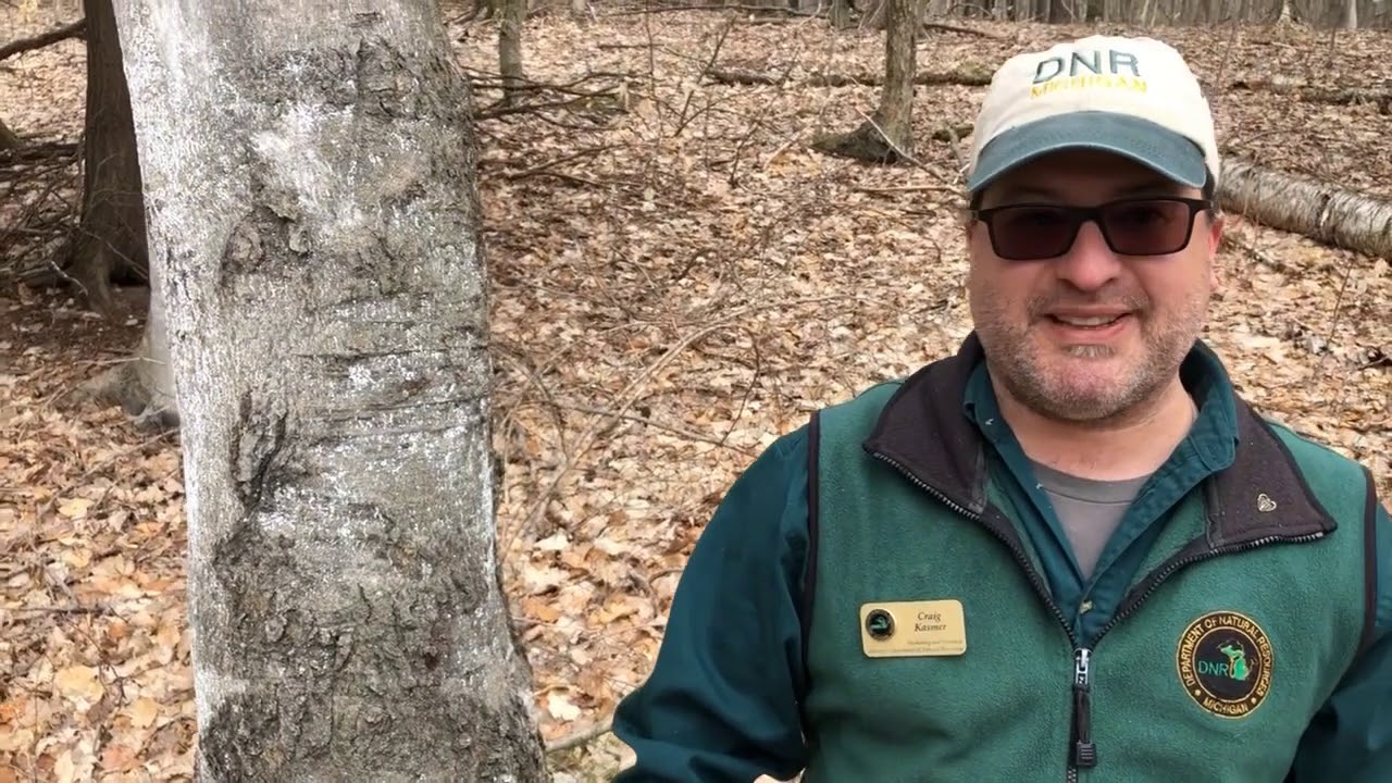 Tree Detective Invasive Species Edition-Beech Bark Disease - YouTube