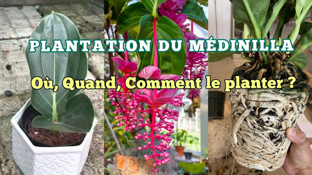 Comment planter le médinilla à la maison ? - YouTube
