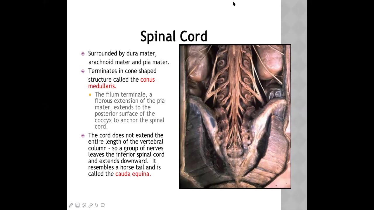 Spinal Cord Compression