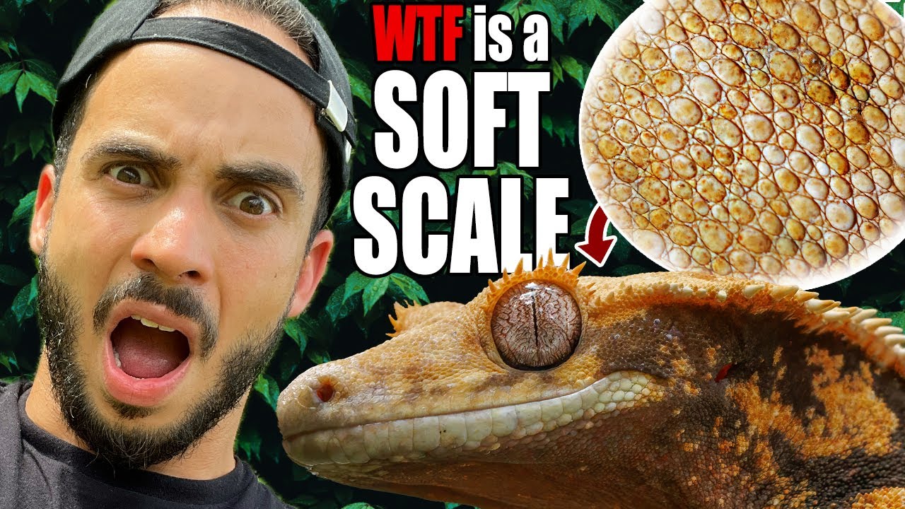 WTF is a SOFT SCALE Crested Gecko? - YouTube