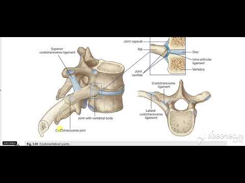 Typical ribs 2 - YouTube