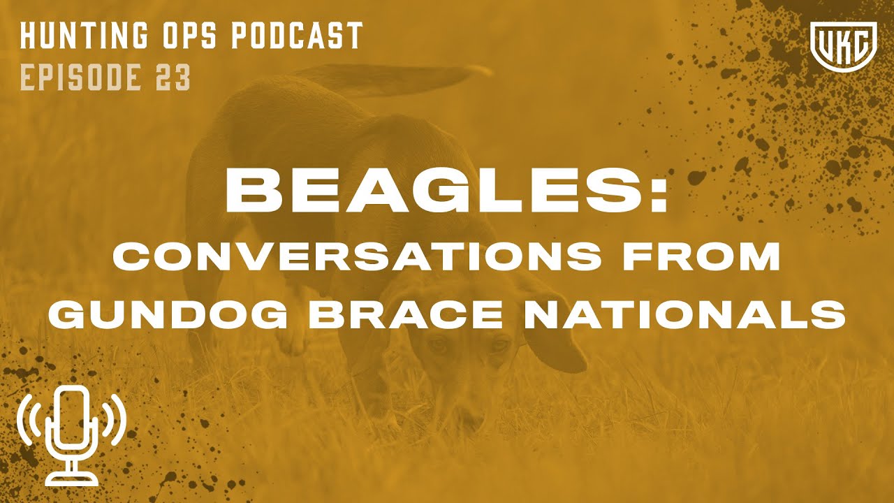 UKC Hunting Ops Podcast Ep 23 Beagles Conversations From Gundog ukc-hunting-ops-podcast-ep-23-beagles-conversations-from-gundog