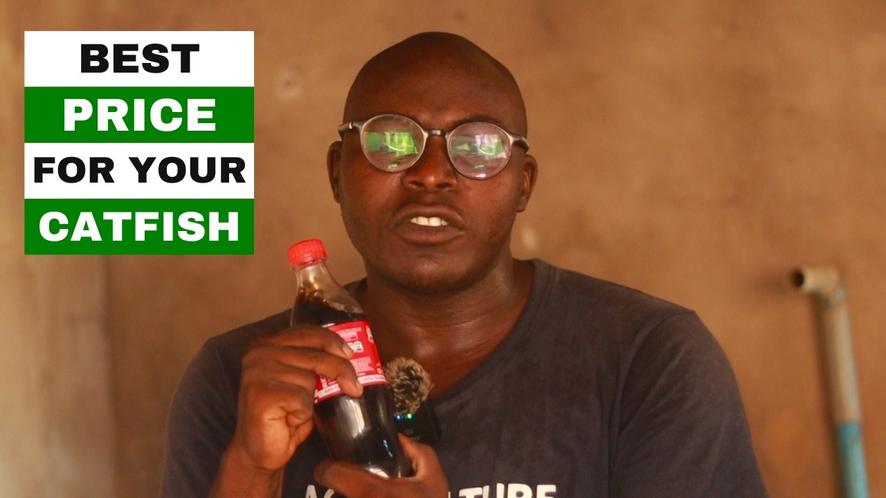 How to Determine the BEST PRICE for Your Catfish Products - YouTube