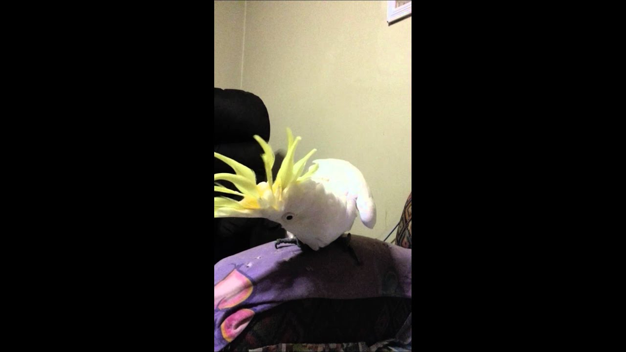 Cockatoo rocking out to ACDC - YouTube