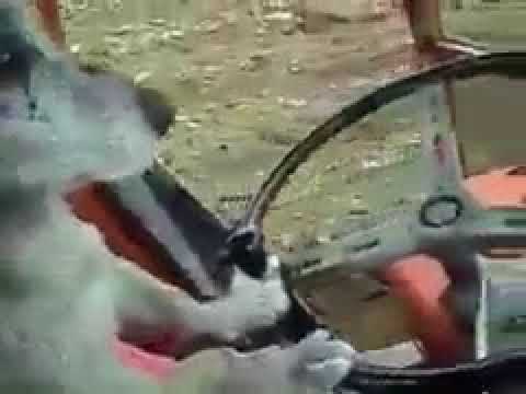 efsane köpek firarda :D