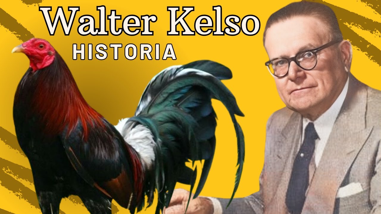 WALTER KELSO: La historia DORADA de los gallos KELSO - YouTube