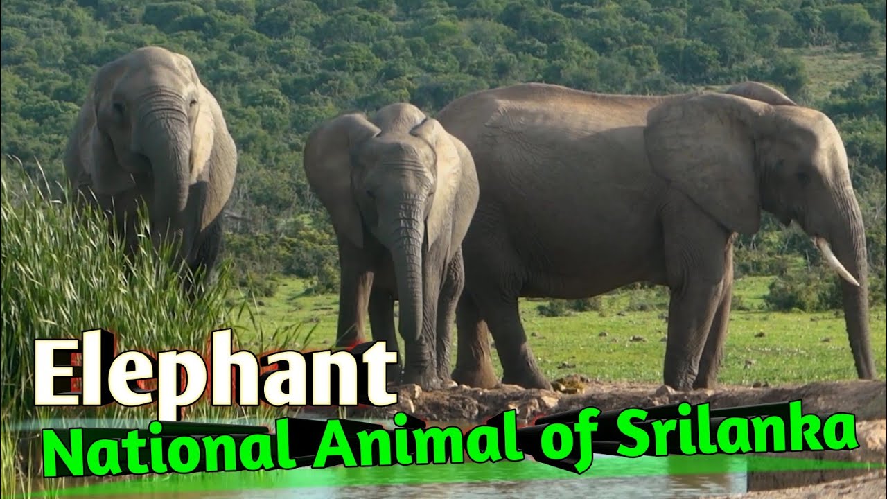 Elephant ||National animal of Srilanka - YouTube