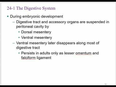 Bio234 A&P 2 Chapter 24 Digestive system Part 1 2023 - YouTube