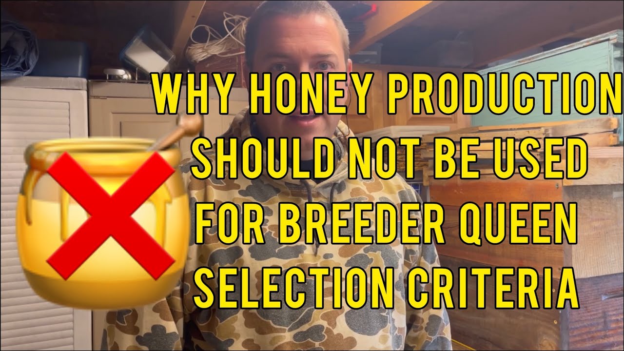 Why Honey Production should NOT be considered for Queen Breeder ...