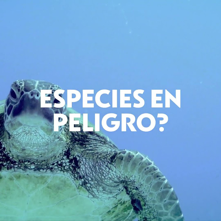 Te Imaginas Usar I A Para Proteger Especies En Peligro De Extinción