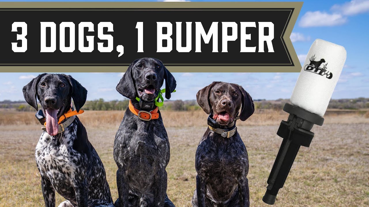 Exercise Your Dogs With This Toy - YouTube