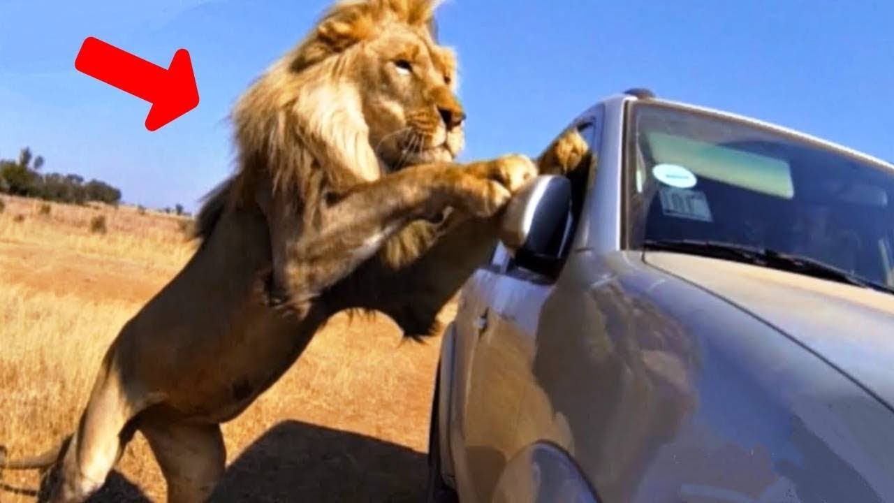 This Lion Suddenly Chased Visitors Into Their Car, Then Something ...