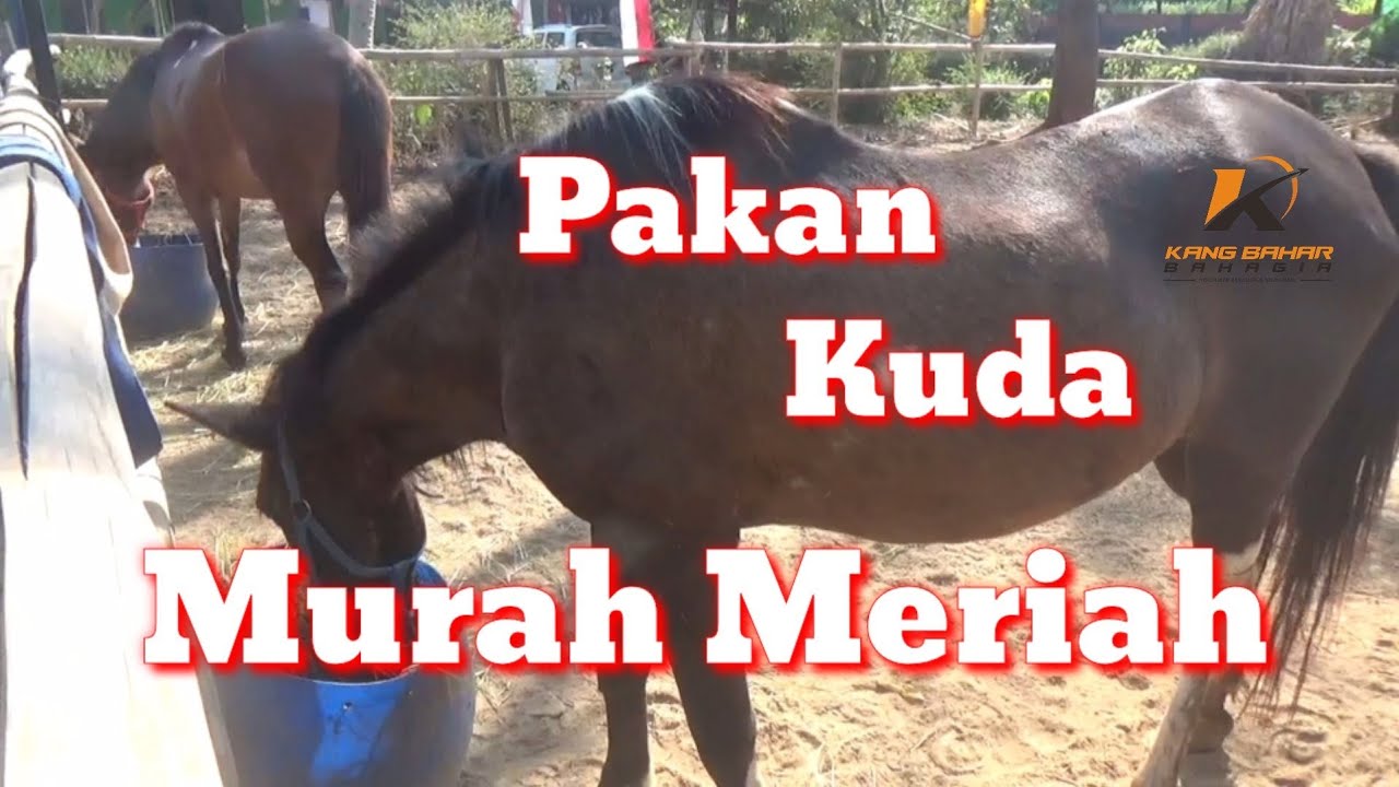 Pakan Kuda Murah Meriah - YouTube