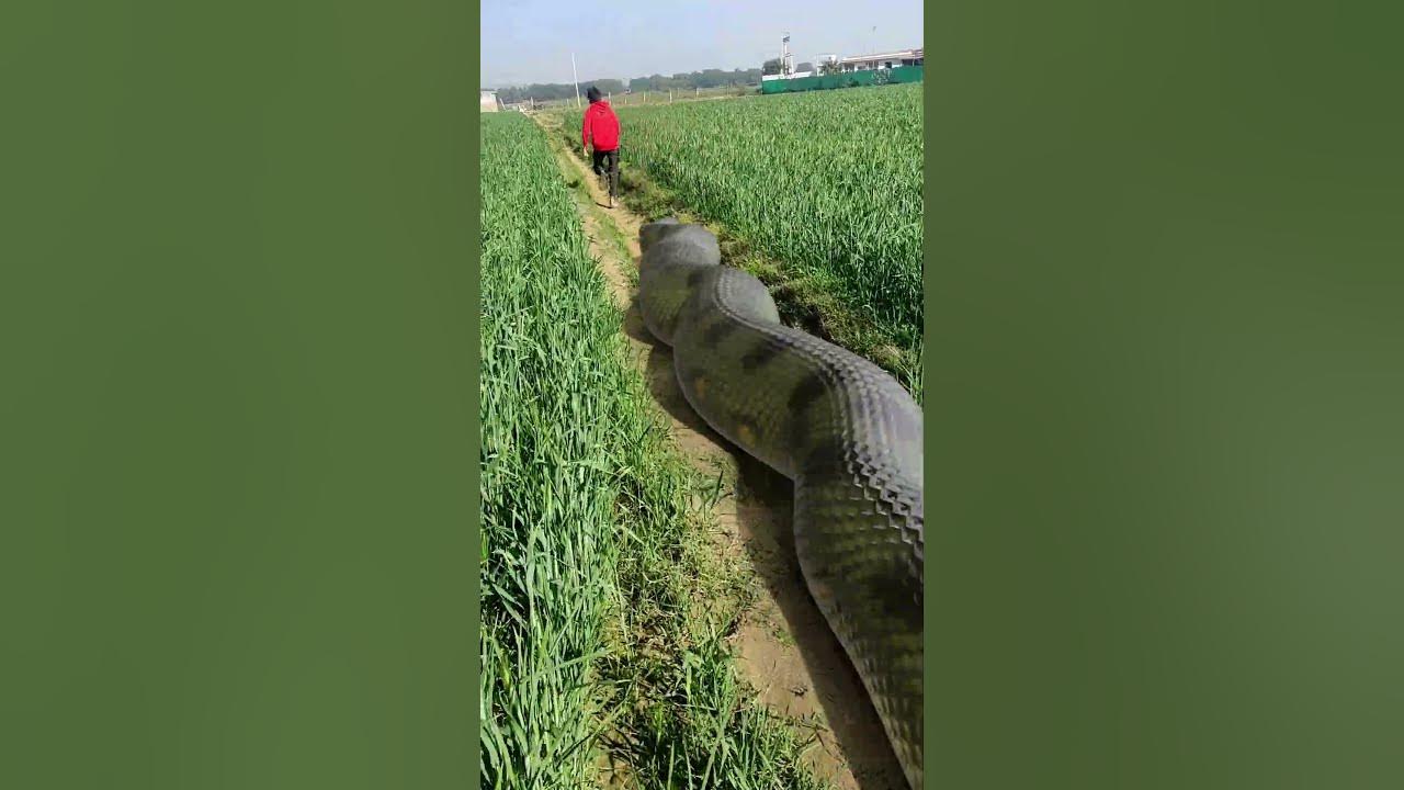 Anaconda Snake Chasing Boy video 🐍 #Shorts - YouTube
