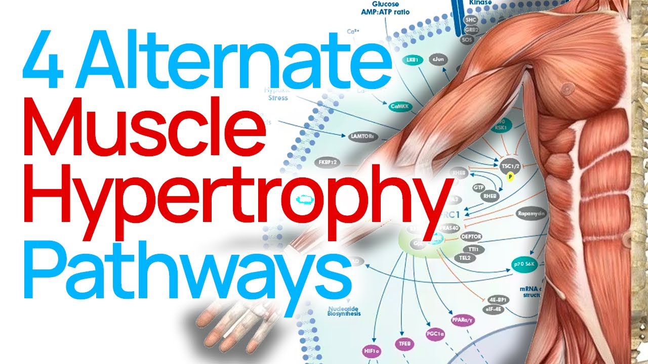 4 Muscle Pathways you aren't targeting: Muscle Growth - YouTube
