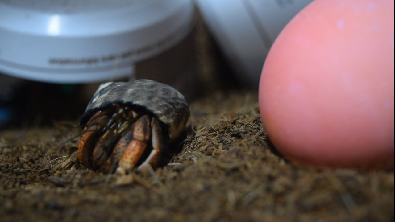 Hermit Crab Wishes Happy Easter - YouTube
