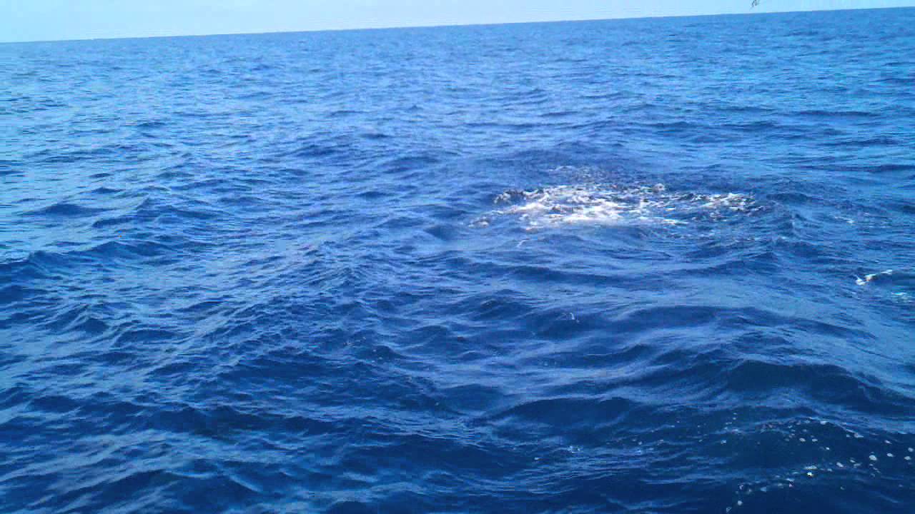 Sailfish tail walking next to boat - YouTube
