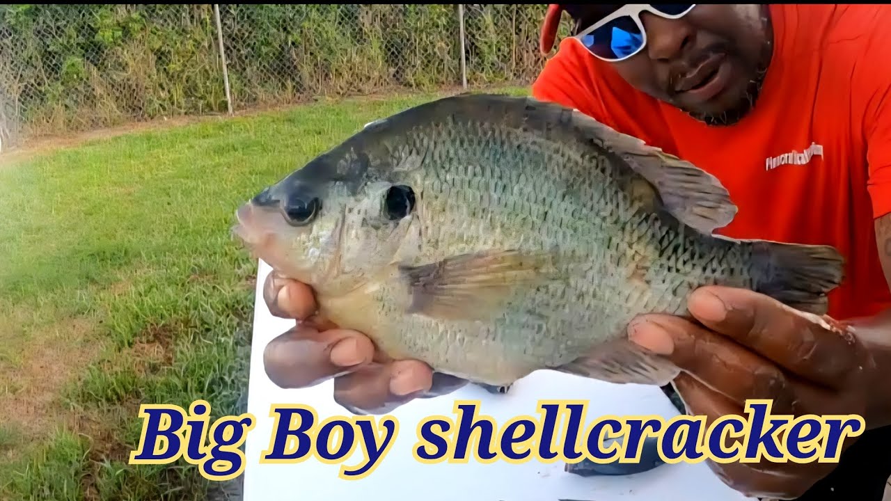 CATCH CLEAN AND COOK BLUEGILLS AND SHELLCRACKER ‼️#fishing - YouTube