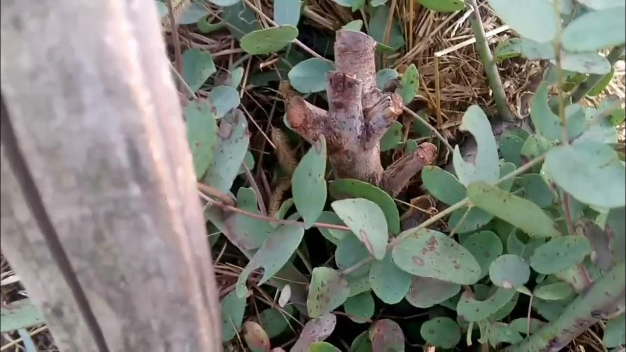 Эвкалипт Ганни (Eucalyptus gunnii)2-я Зима! - YouTube
