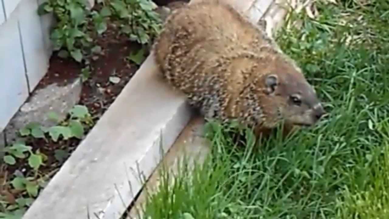 Mother of Groundhog came at me at the fence - YouTube