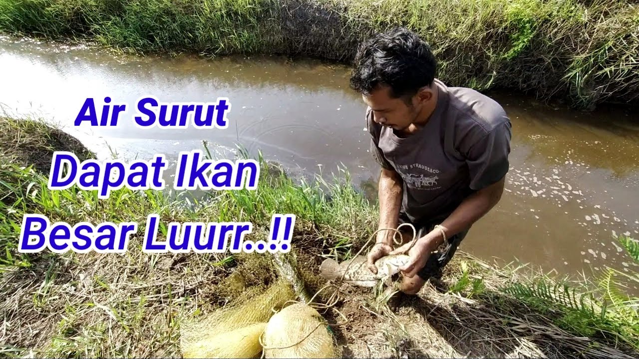 Menjala Di Galian Parit Ikannya Besar Besar !! #netfishing - YouTube