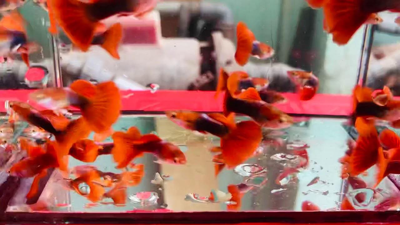 Guppy hb red rose - YouTube