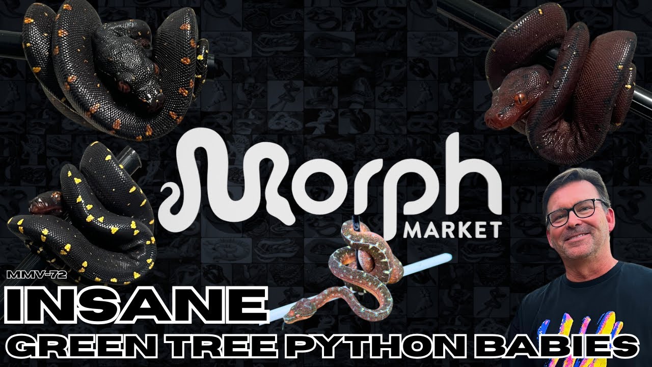 Some Of The CRAZIEST Red Baby Green Tree Pythons You'll Ever See - YouTube