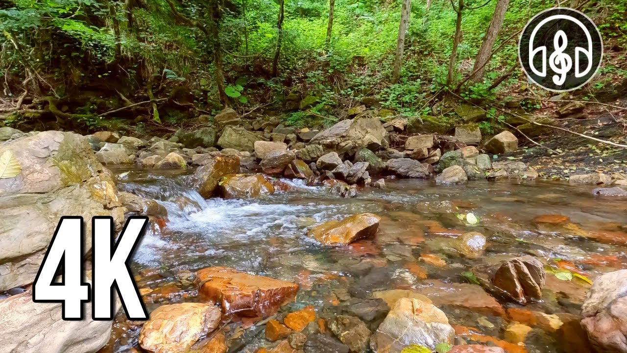 Sounds of nature. Gentle sounds of the river with the singing of forest ...