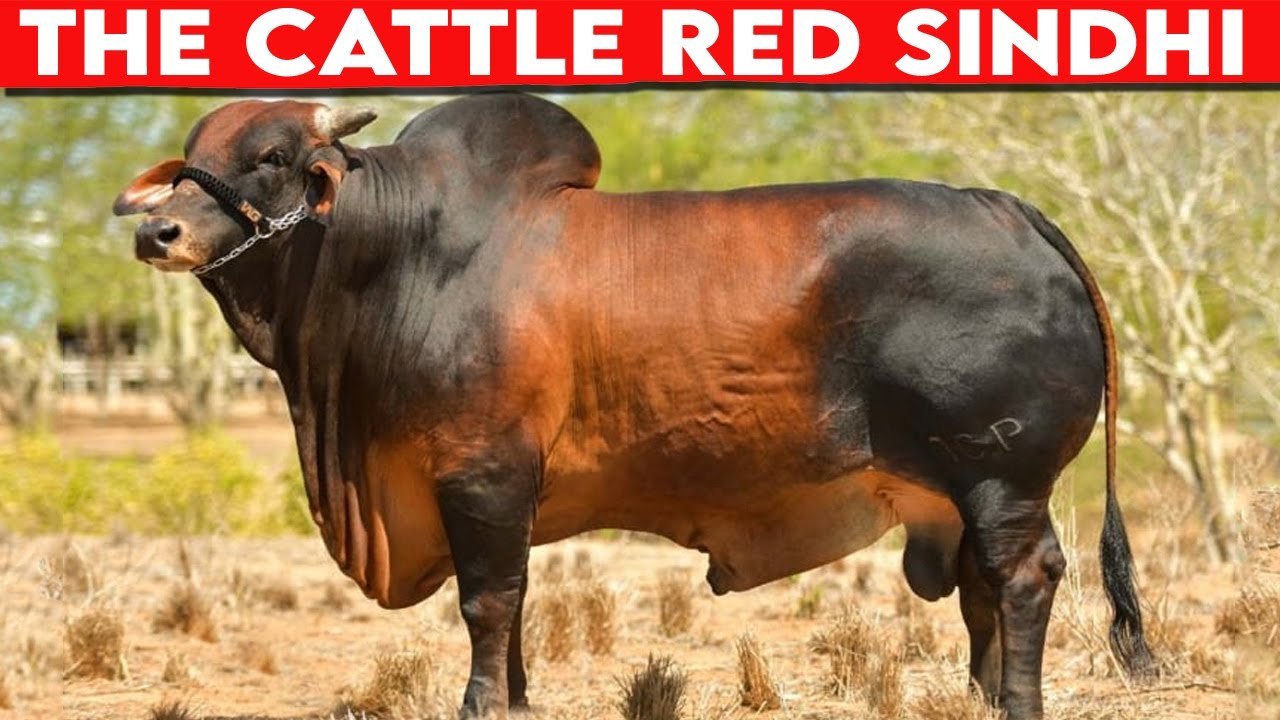 🔴 The Red Sindhi RED SINDI COW - YouTube
