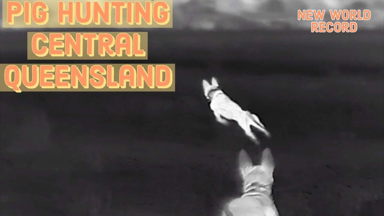 Pig Hunting Central Queensland - YouTube