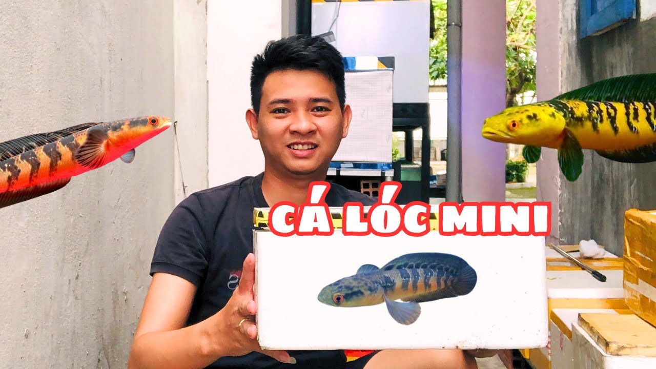 Nuôi Cá Lóc Red Katigan Thực Hiện Theo Yêu Cầu | Cá Lóc Vẫy Rồng Đỏ ...