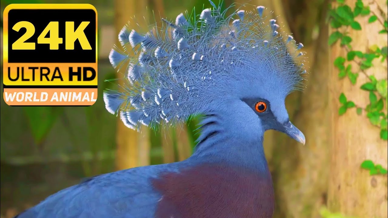 WILD ANIMALS|| HIGH QUALITY 8K ULTRA||HD 60 FPS|| YOUTUBE BEST HIGH ...