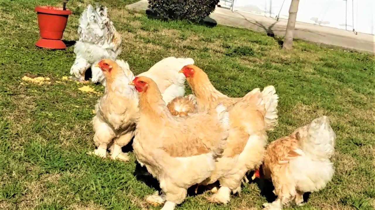 CHICKEN BREEDS BRAHMA LEMON PYLE & SPLASH LEMON FEEDS THE BACKYARD ...