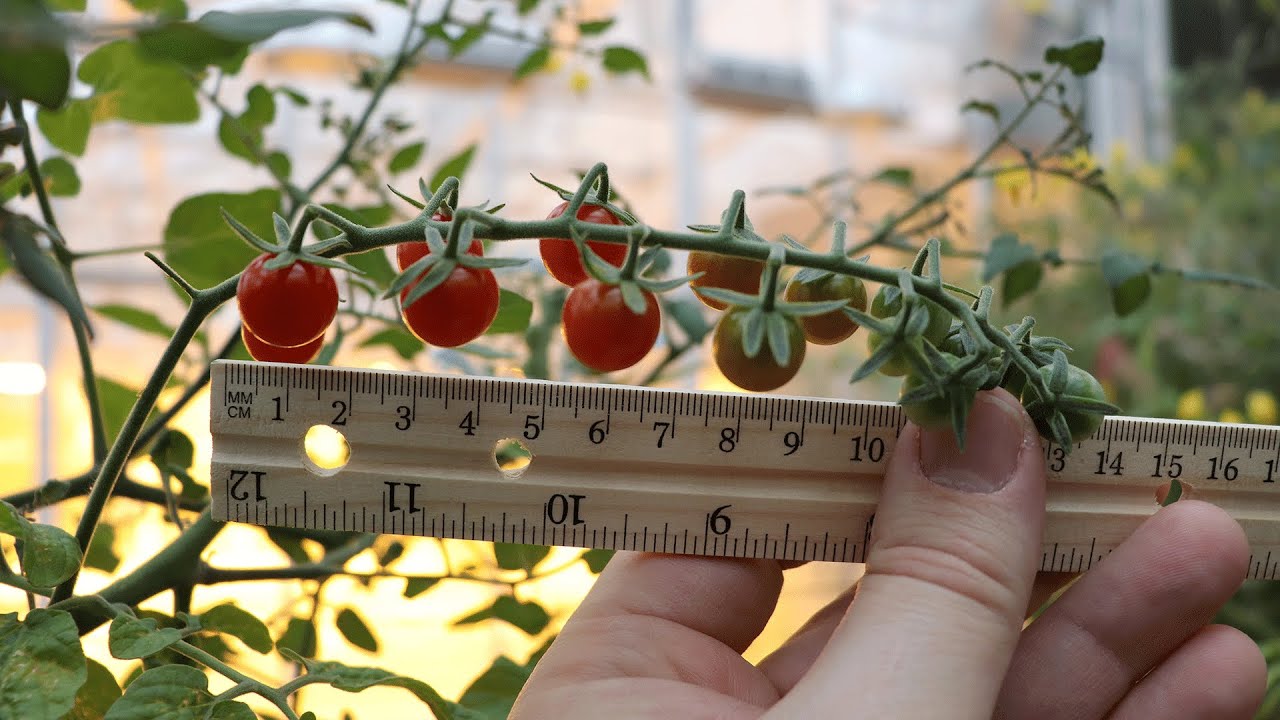 Science in Seconds - Tomato’s Wild Ancestor Is a Genomic Reservoir for ...