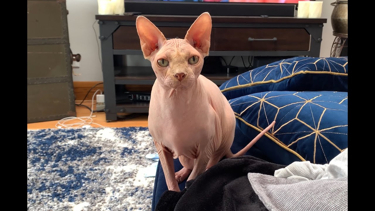 Hairless Cat Talking Unbelievably Cute - YouTube