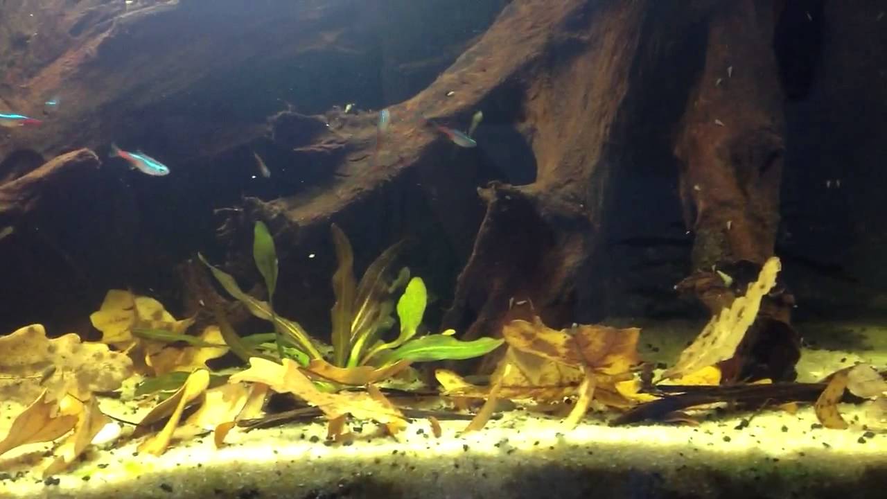 Blackwater Amazon Biotope Aquarium update 02.09.2013 - YouTube