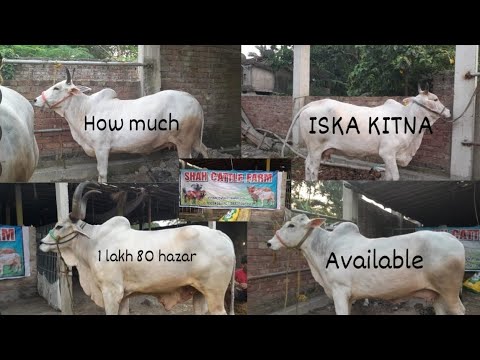 SHAH CATTLE FARM 2024 COW COLLECTION 🐄 | AVAILABLE COWS | KOLKATA COW ...