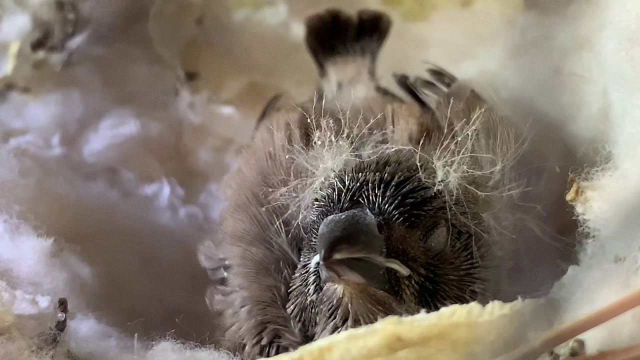 Baby zeeb ENHANCED - YouTube